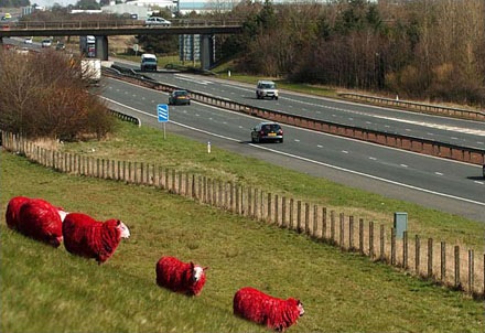 The red sheep of Scotland | Amusing Planet